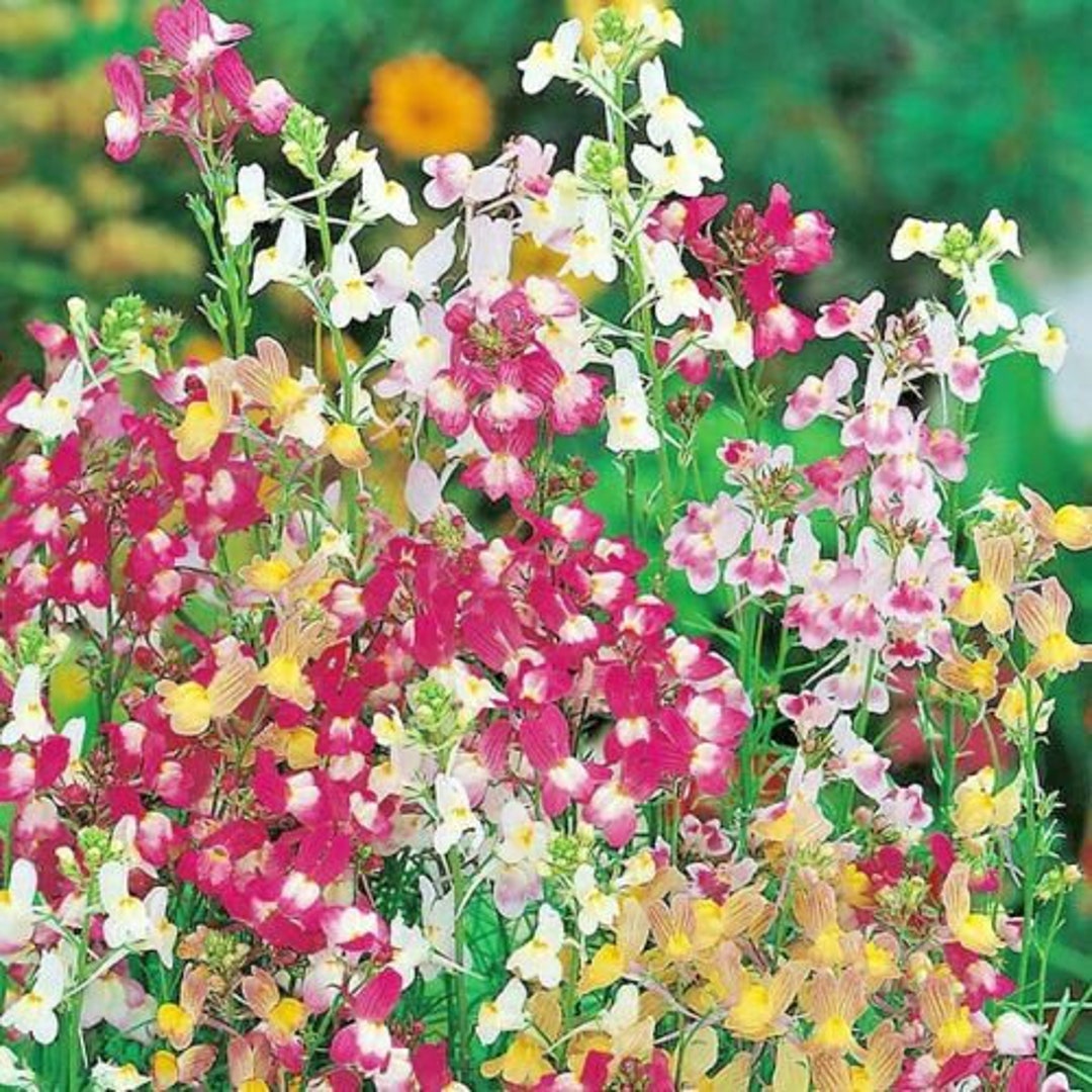 2000DWARF SPURRED SNAPDRAGON Mix Seeds Annual Native Wildflower Patio ...