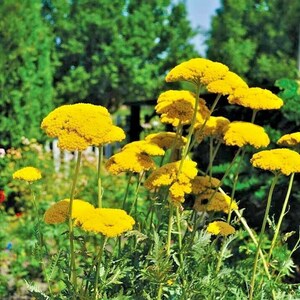 500+GOLD YELLOW YARROW Seeds Milfoil Perennial Native Wildflower ...