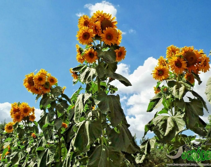 USA SELLER Skyscraper Sunflower 25 Seeds Helianthus - Etsy