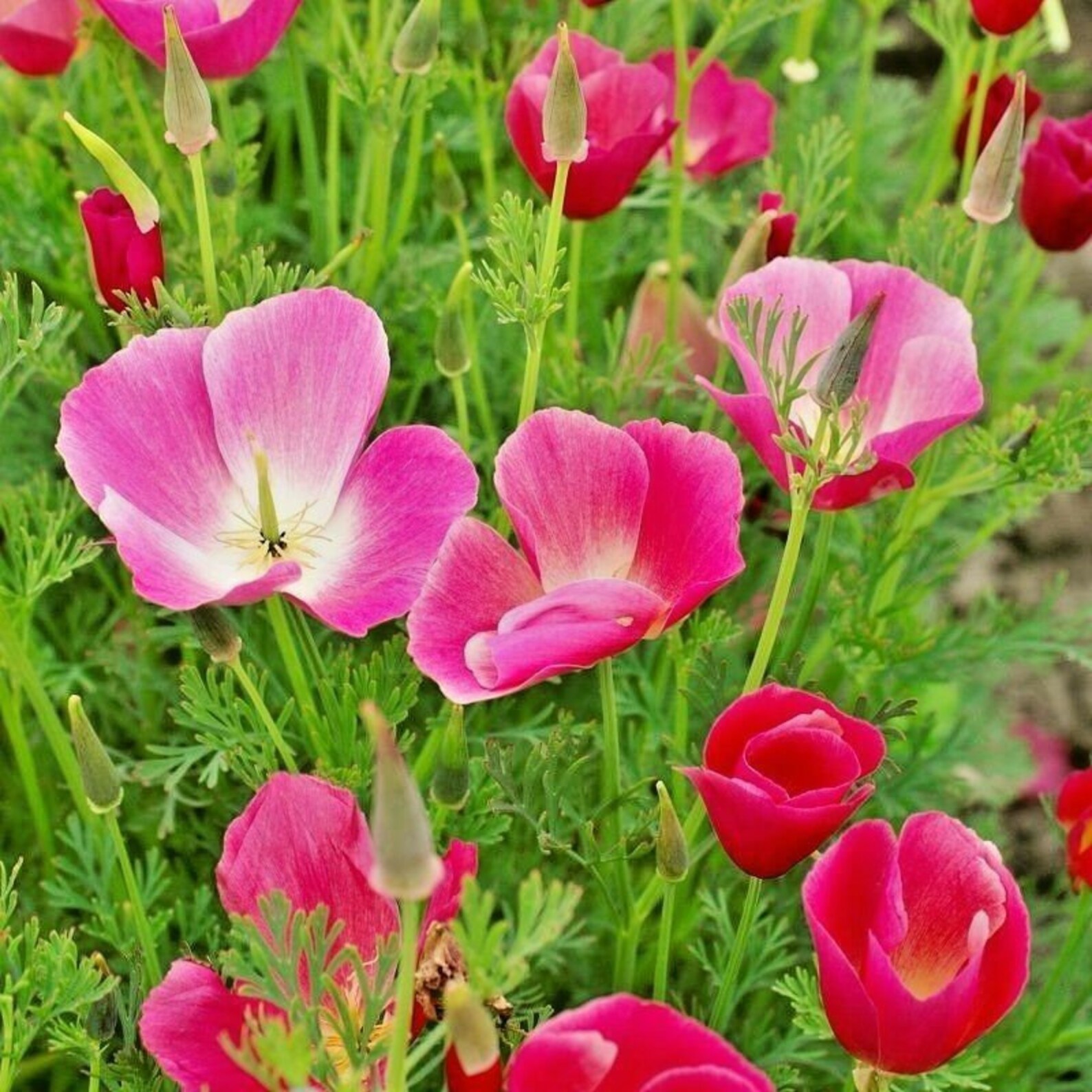 1000+CARMINE KING CALIFORNIA Poppy Seeds Annual Native Wildflower Patio ...