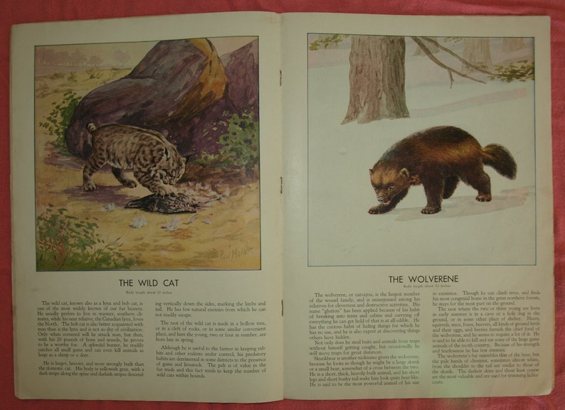 Vintage 1930 Children's Book Furry Friends by Ashbrook USDA - Etsy