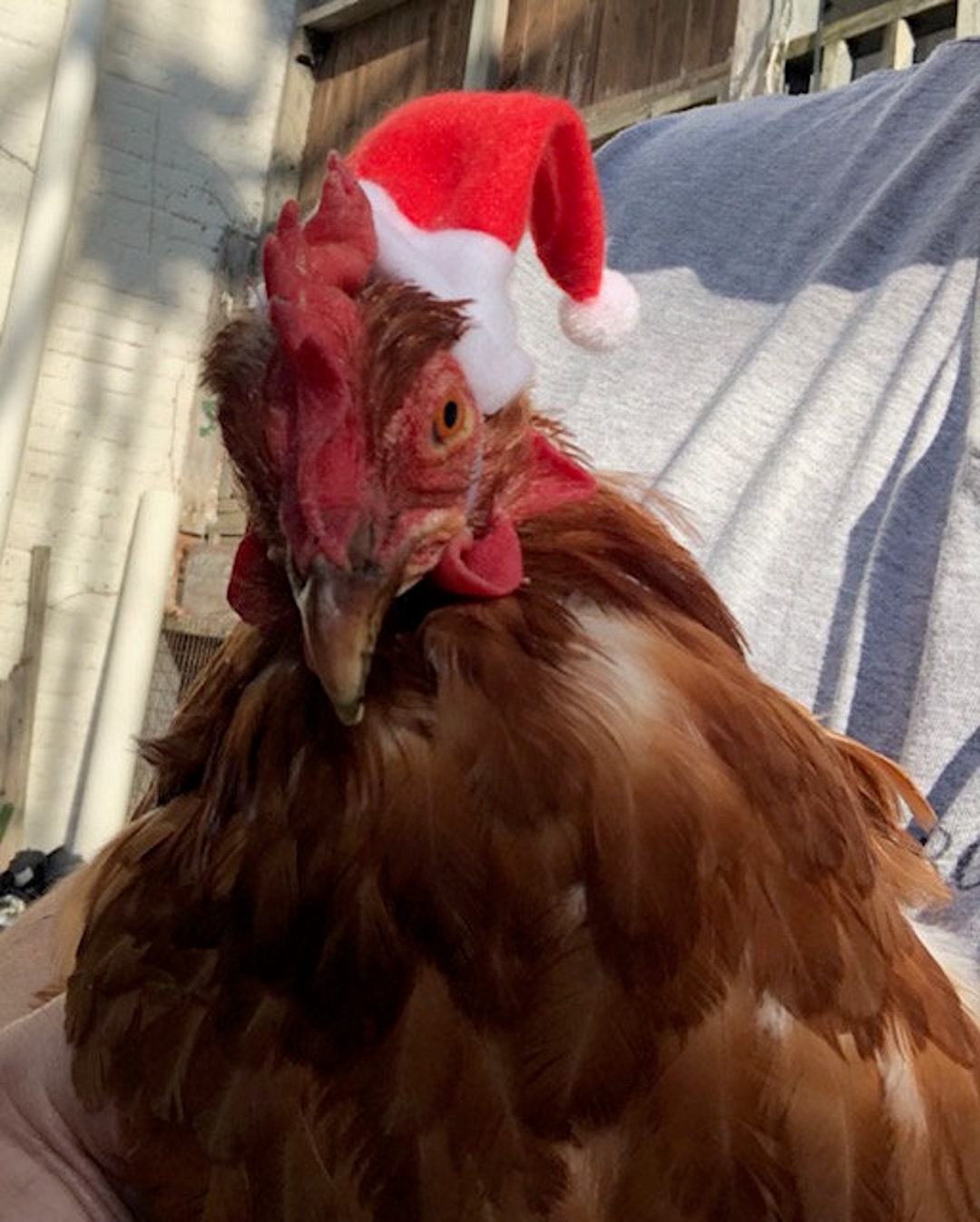 Santa Hat for Chickens - Etsy