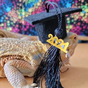 Graduation Caps for Small Animals - Etsy