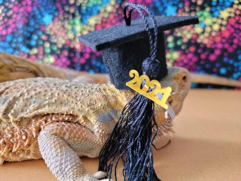 Graduation Caps for Small Animals - Etsy