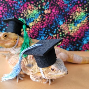 Graduation Caps for Small Animals - Etsy