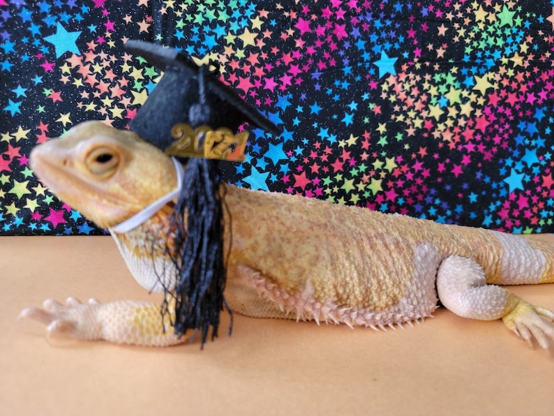 Graduation Caps for Small Animals - Etsy
