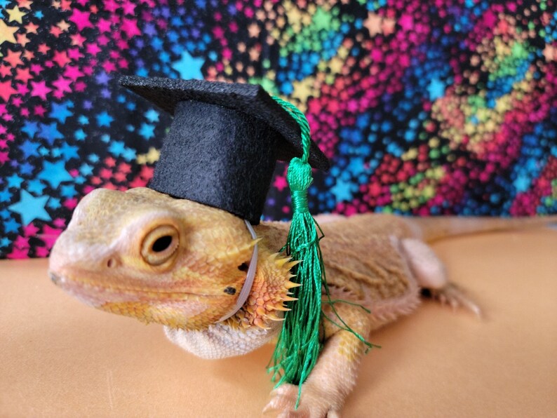 Graduation Caps for Small Animals - Etsy