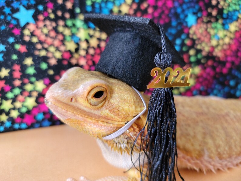 Graduation Caps for Small Animals - Etsy