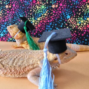 Graduation Caps for Small Animals - Etsy