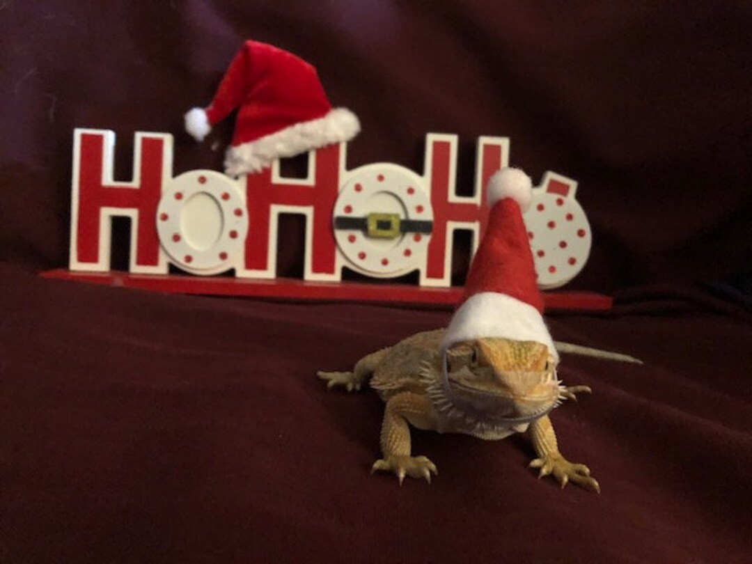 Small Bearded Dragon Santa Hat - Etsy