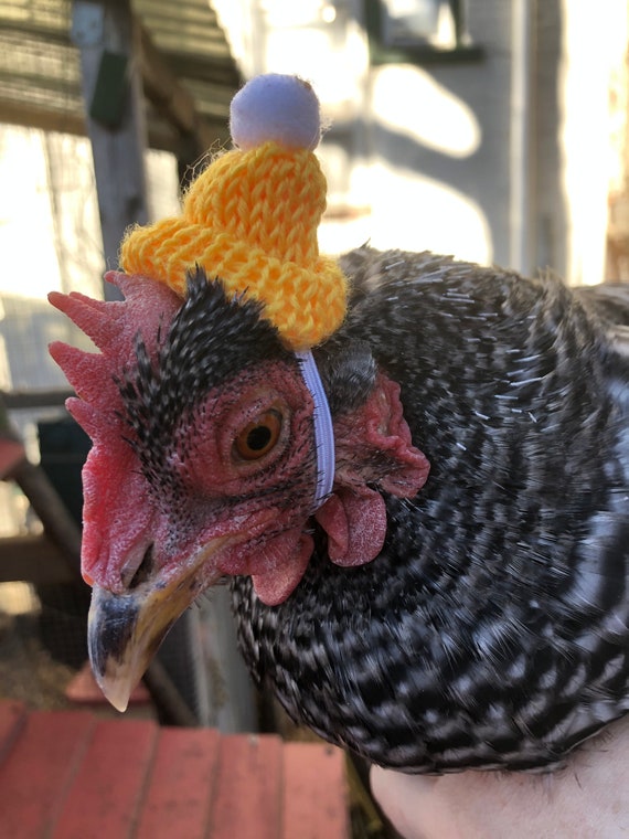 Bonnets For Chickens