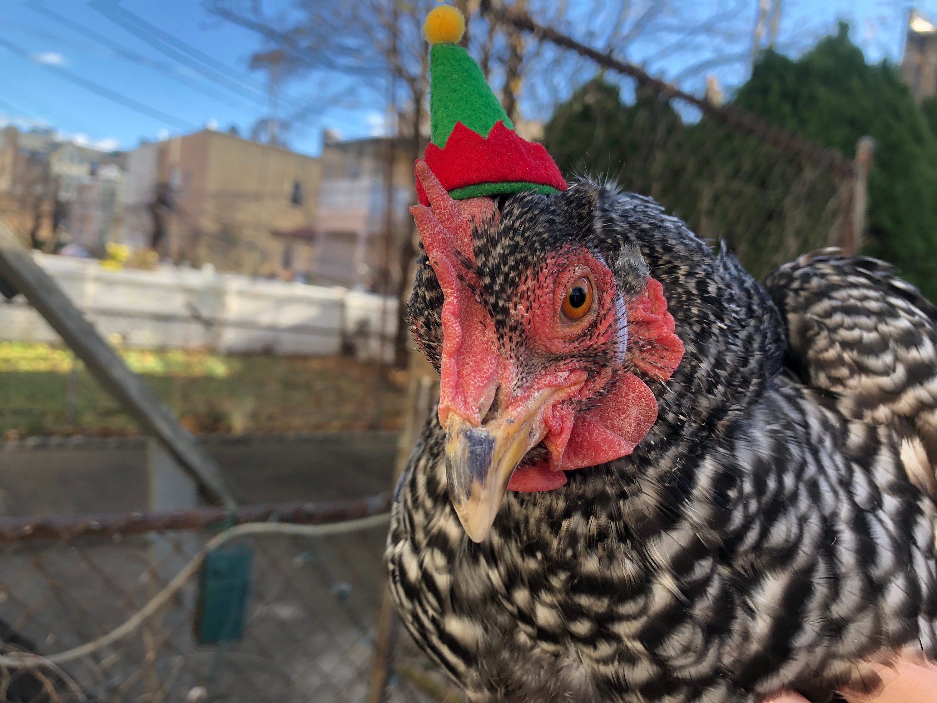 Bonnets For Chickens