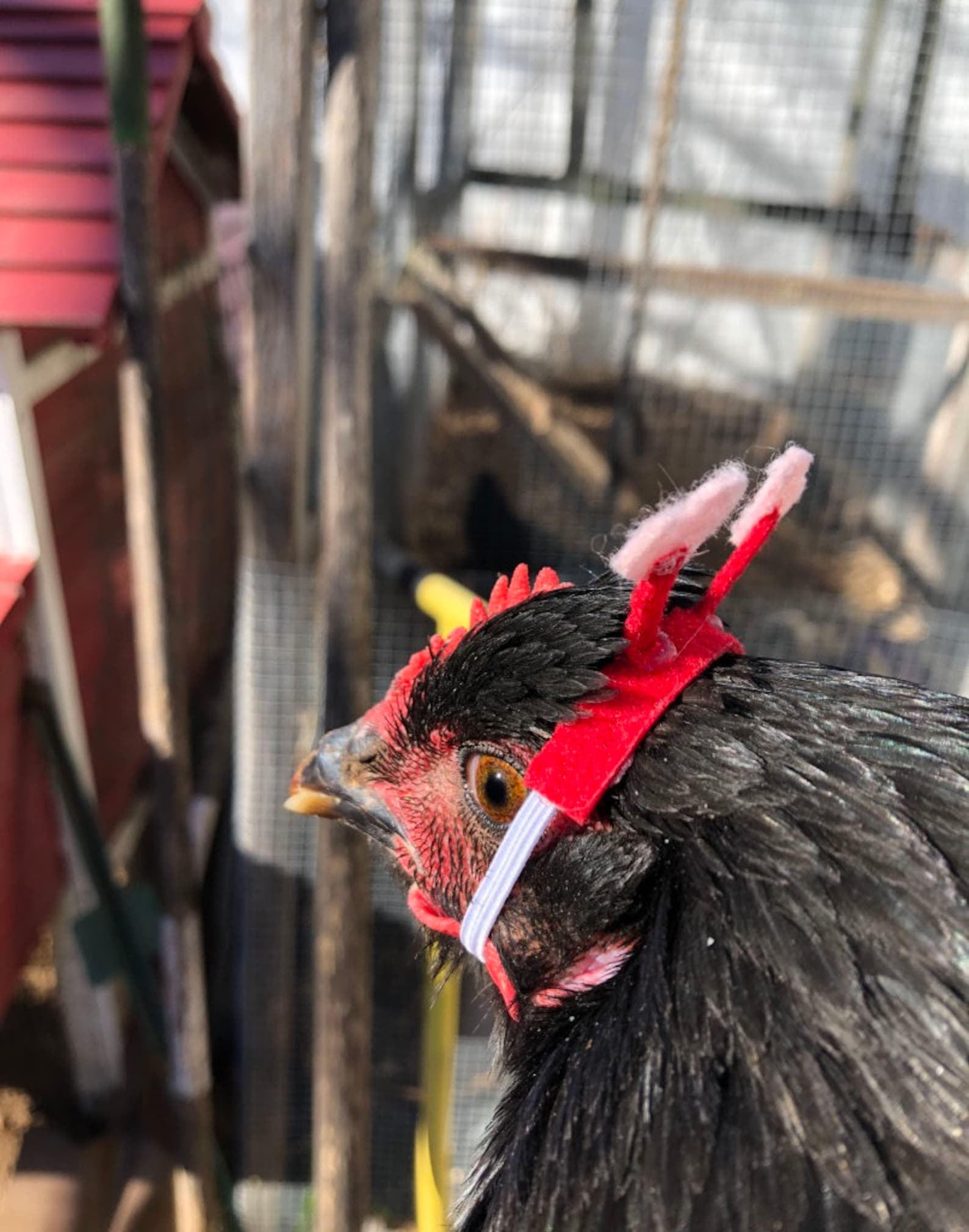 Valentine's Day Headband for Chickens - Etsy