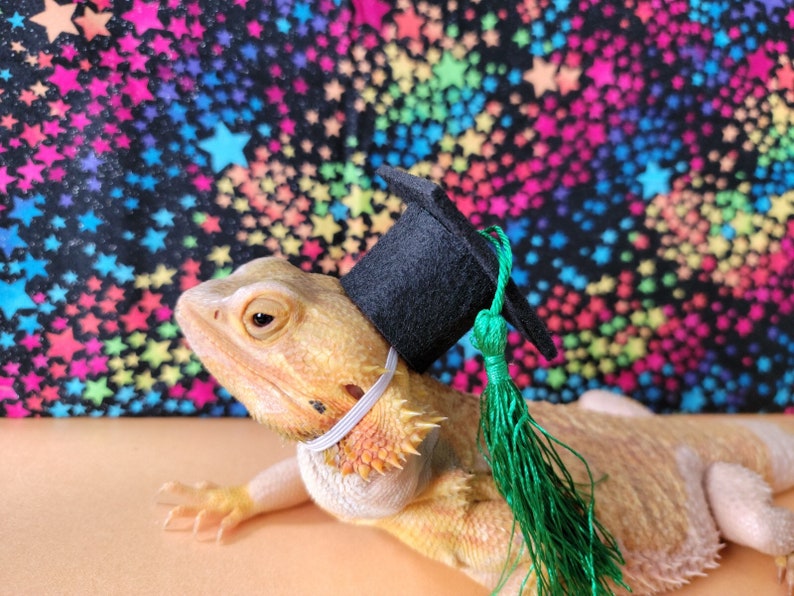 Graduation Caps for Small Animals | Etsy
