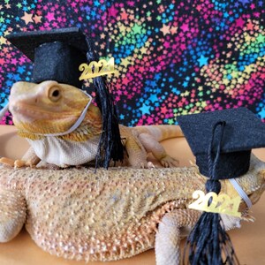 Graduation Caps for Small Animals - Etsy