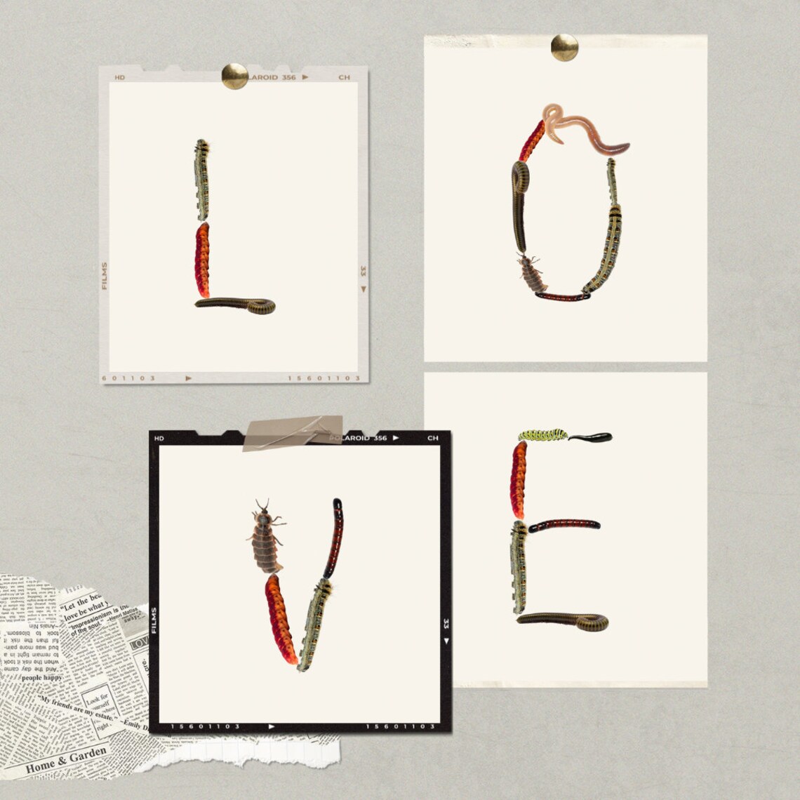 Phonetic Nature Alphabet Cards Insect Bug Alphabet Poster - Etsy