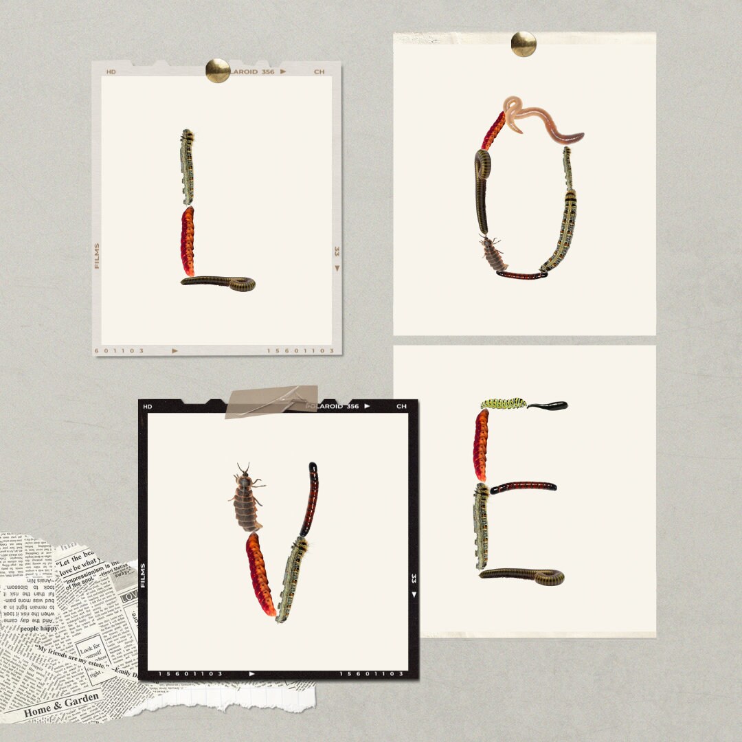 Phonetic Nature Alphabet Cards, Insect Bug Alphabet Poster, Minibeast ...