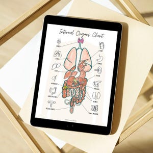 Internal Body Chart, Human Body Poster, Organs Chart, Anatomy ...