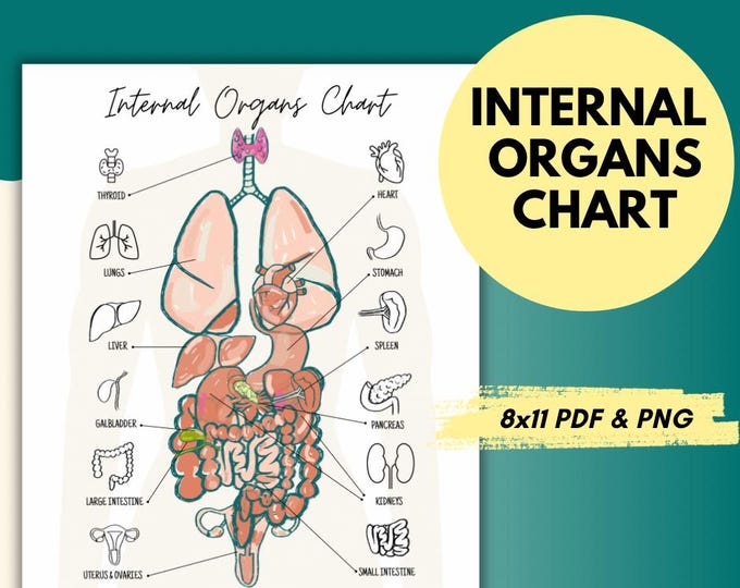 20 Organs of the Human Body Chart - Etsy Canada