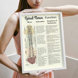 Spinal Nerve Function Chart, Spine Poster, Chiropractic Nerve Poster ...
