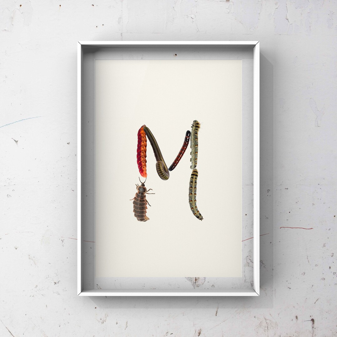 Phonetic Nature Alphabet Cards, Insect Bug Alphabet Poster, Minibeast ...