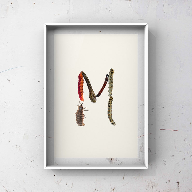 Phonetic Nature Alphabet Cards, Insect Bug Alphabet Poster, Minibeast ...