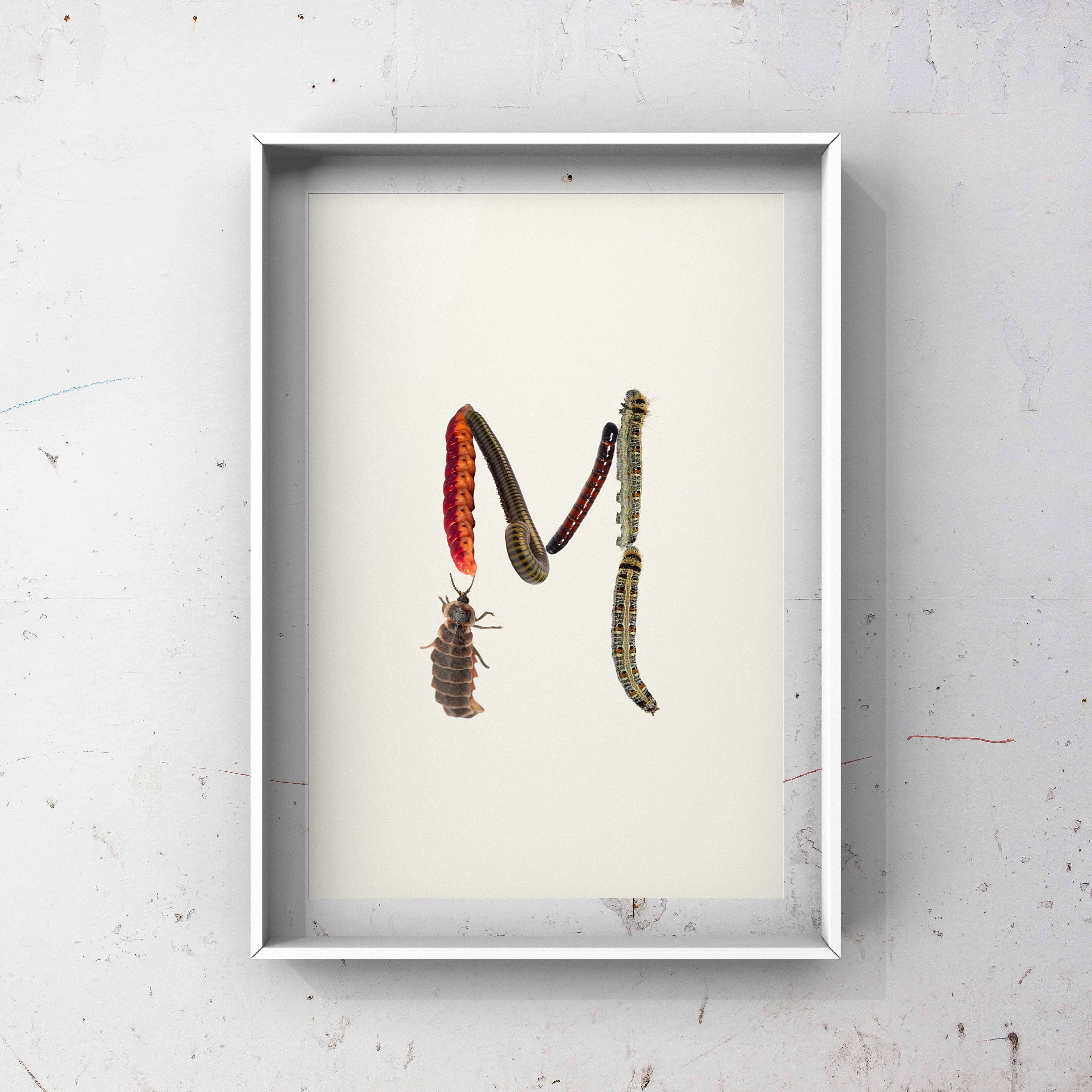 Phonetic Nature Alphabet Cards, Insect Bug Alphabet Poster, Minibeast ...