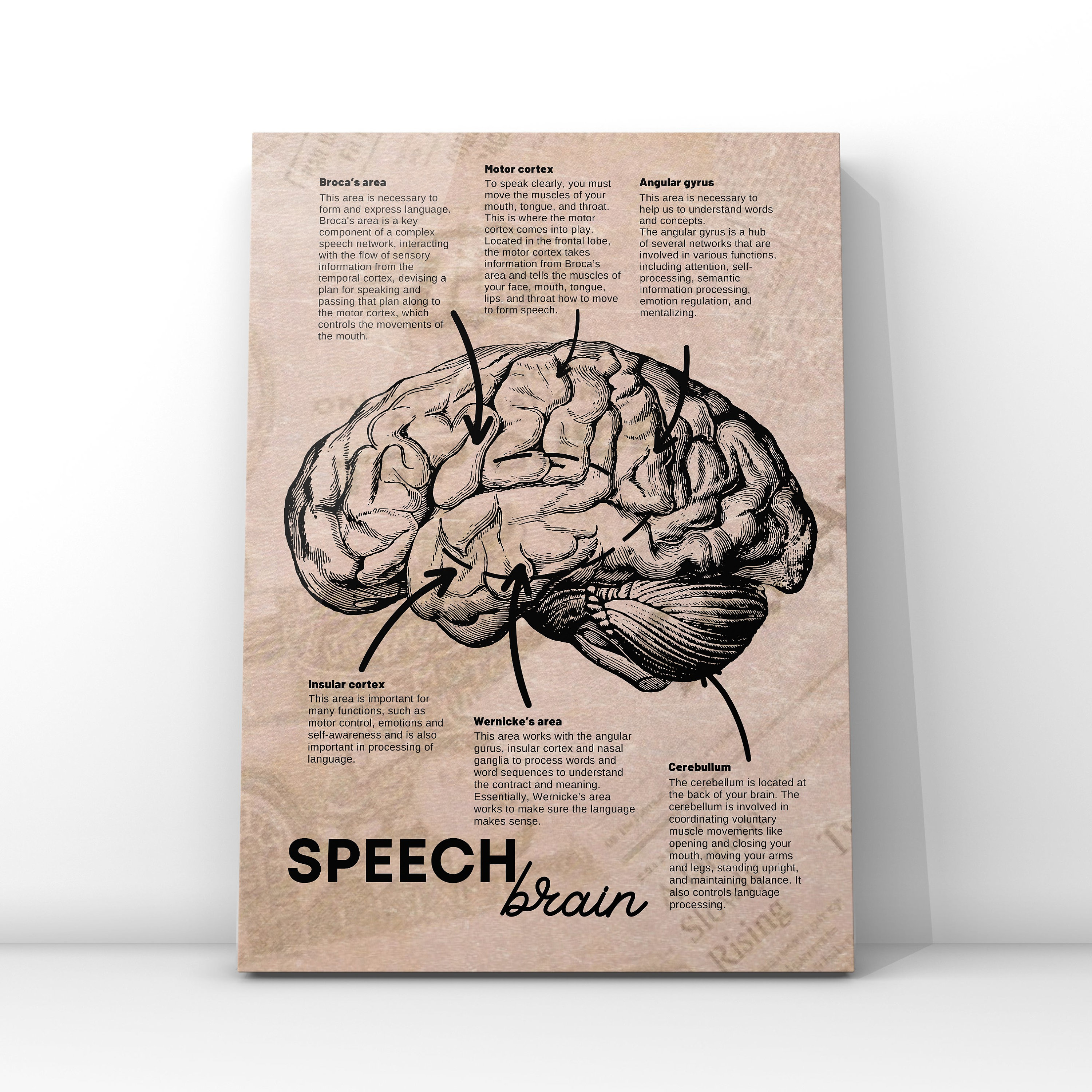 Speech Therapy Poster Brain Anatomy for Language Brain Wall - Etsy
