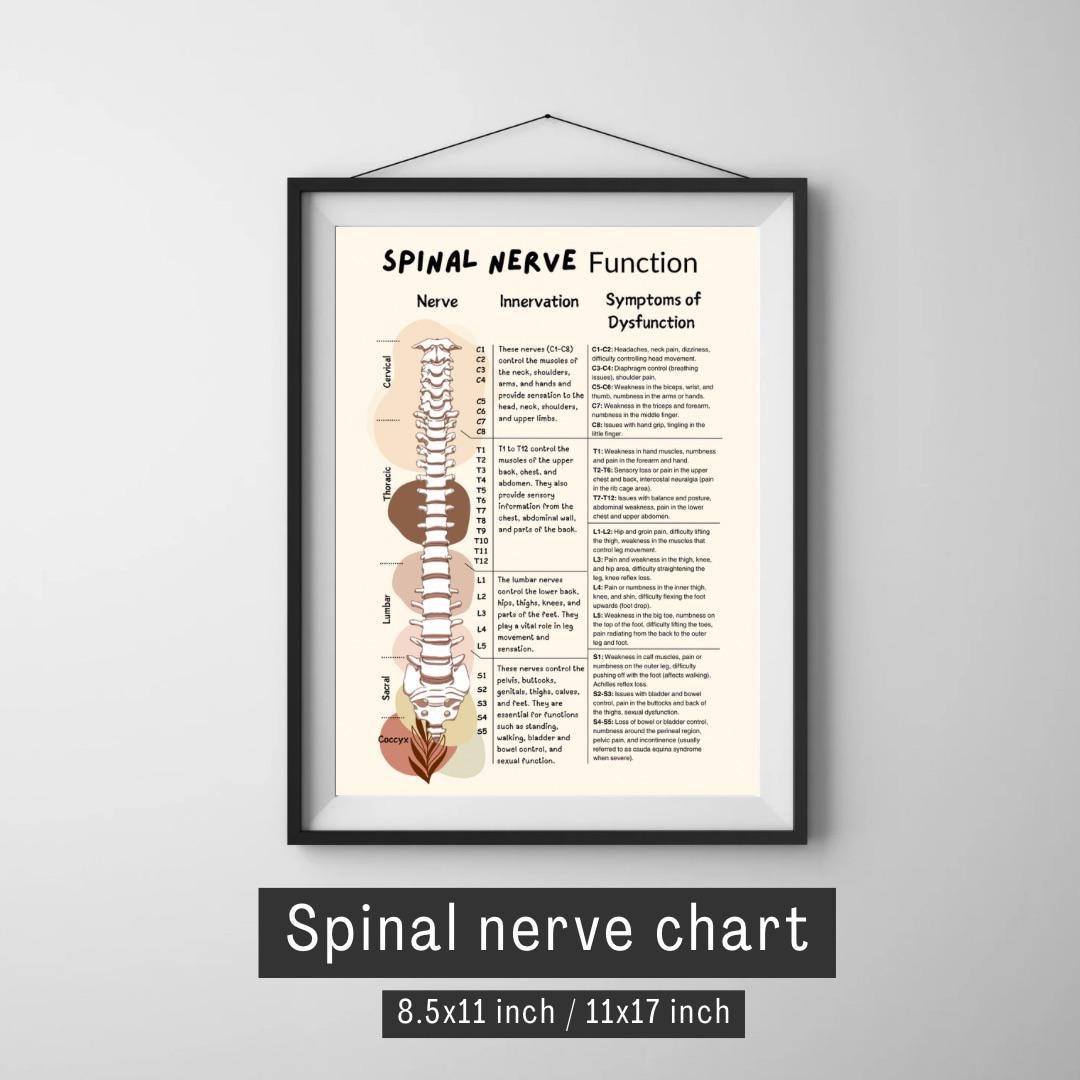 Spinal Nerve Function Chart, Chiropractic Nerve Poster, Spine Poster ...
