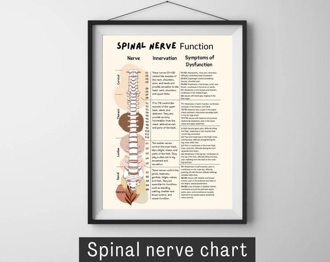 Chart of the Spinal Nerve, Print 5x7 - Etsy Canada