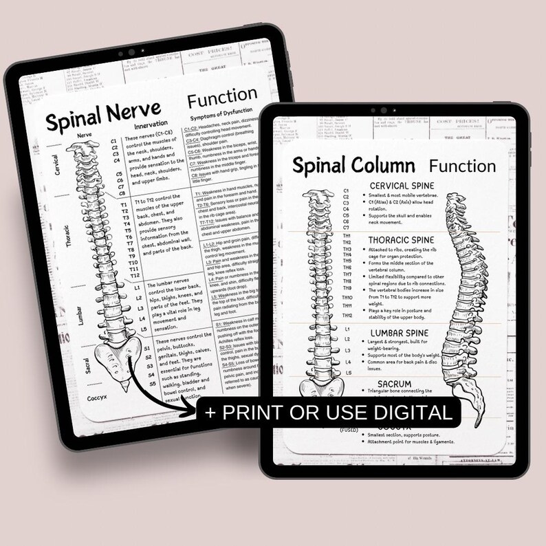 Spinal Nerve Function Chart: Chiropractic Spine Poster (PDF) - Etsy