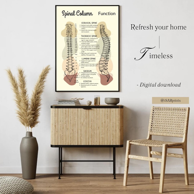 Spinal Nerve Function Chart: Chiropractic Spine Poster (digital ...