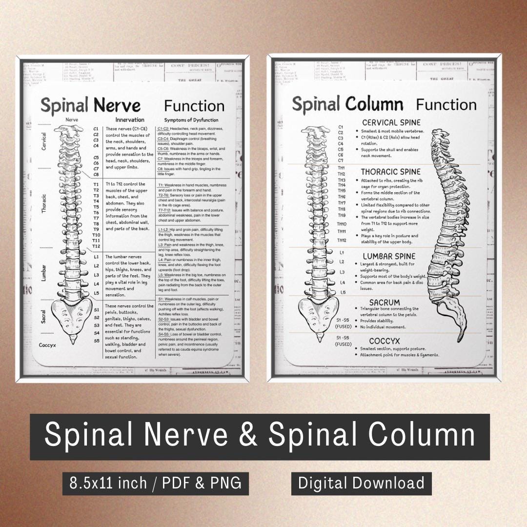 Spinal Column Poster, Spinal Nerve Function Chart, Chiropractic Nerve ...