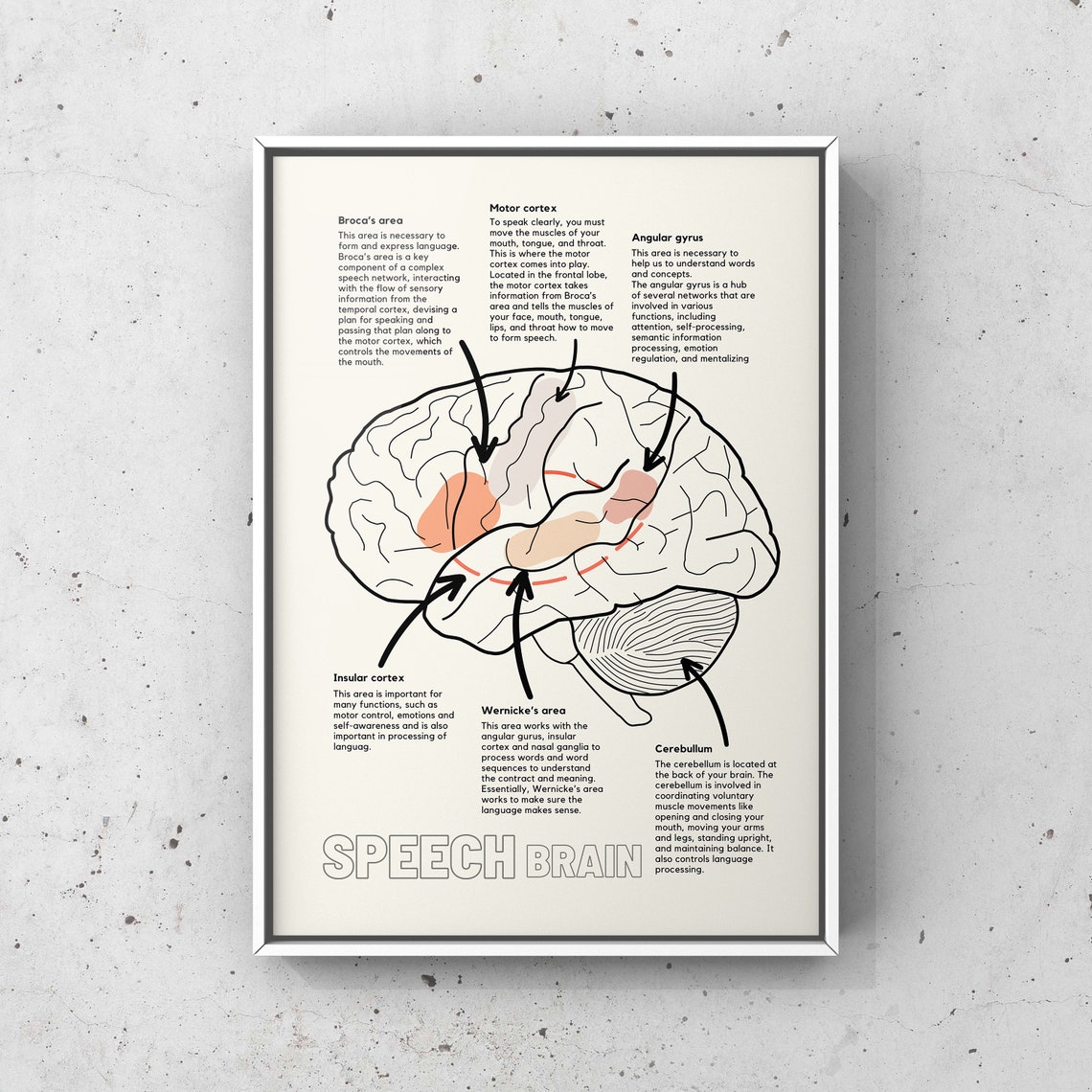 Speech Therapy Poster Brain Anatomy for Language Brain Wall - Etsy