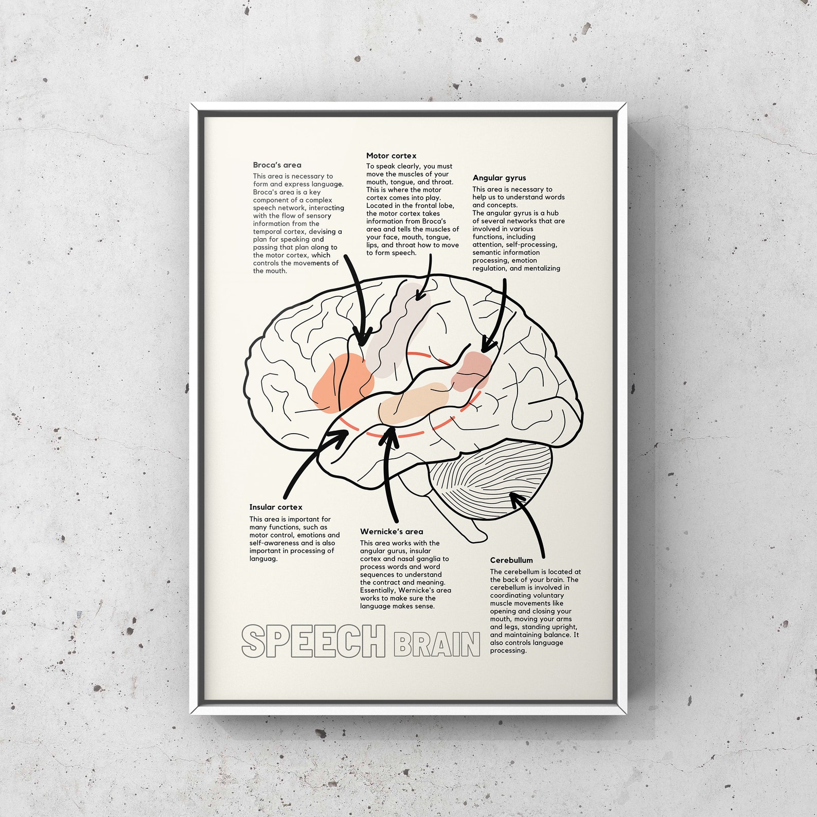 Speech Therapy Poster Brain Anatomy for Language Brain Wall - Etsy