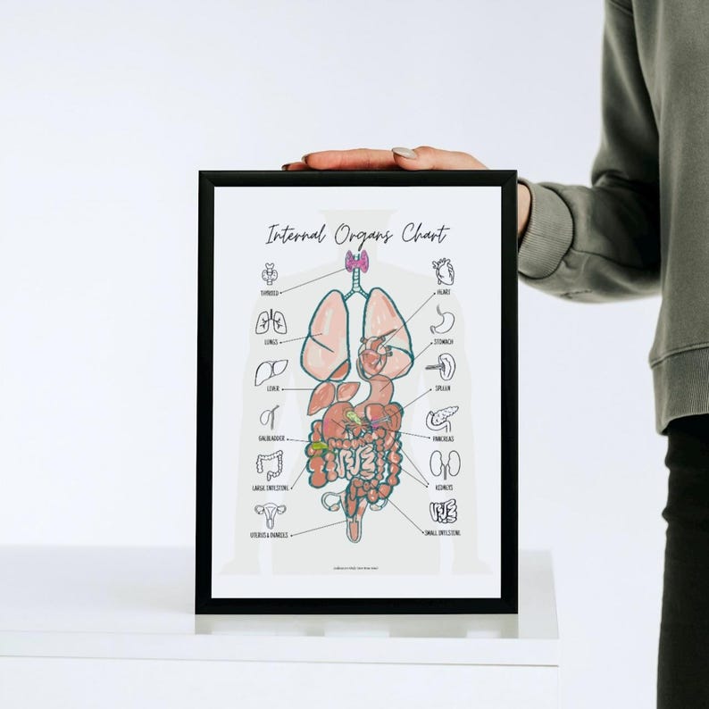 Human Body Organs Chart: Anatomy Educational Print (PDF & PNG) - Etsy