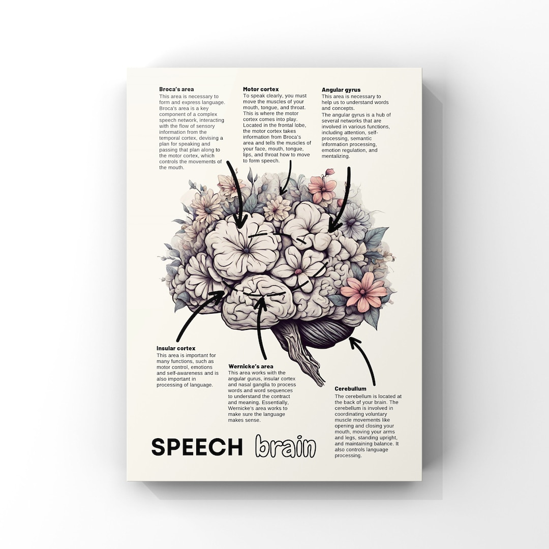 Speech Therapy Poster, Brain Anatomy for Language, Brain Wall Art ...