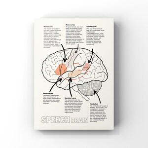 Speech Therapy Poster, Brain Anatomy for Language, Brain Wall Art ...