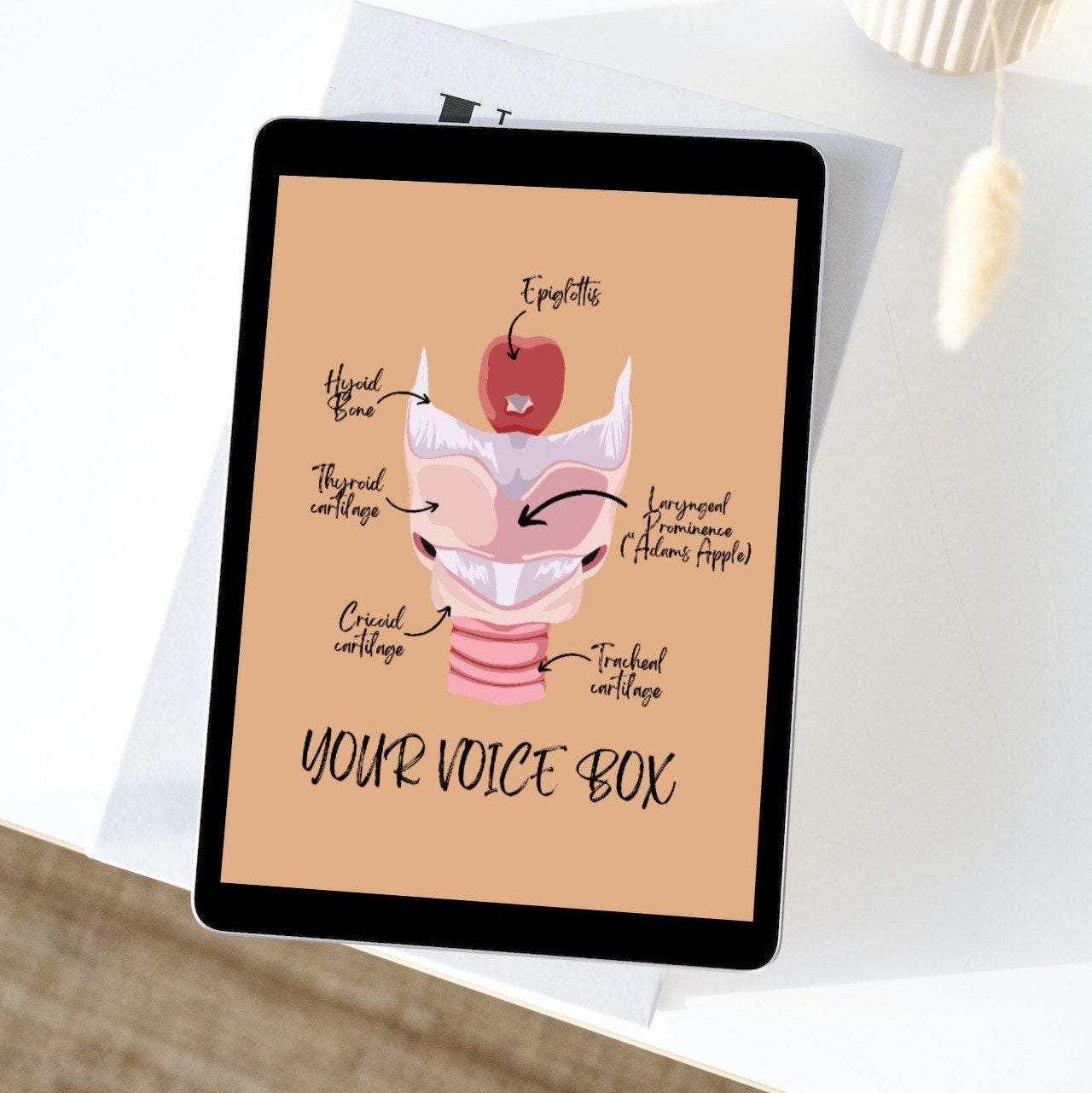 Speech Therapy Poster Larynx Anatomy For Language Larynx Etsy