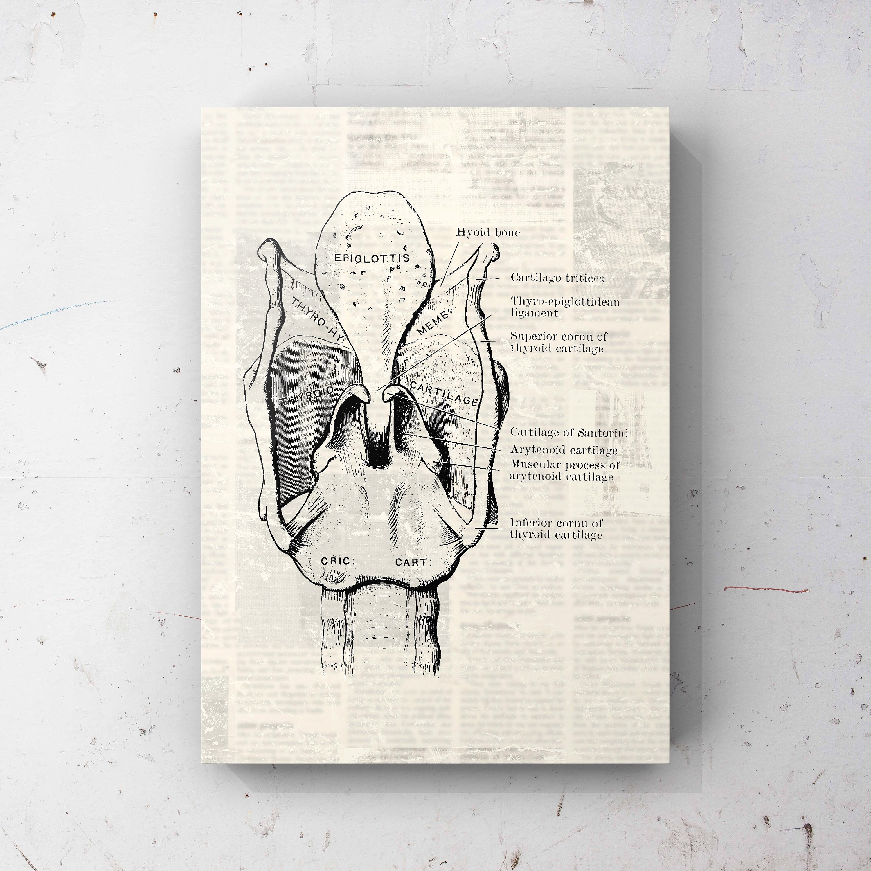 Speech Therapy Poster Larynx Anatomy for Language Larynx - Etsy Canada