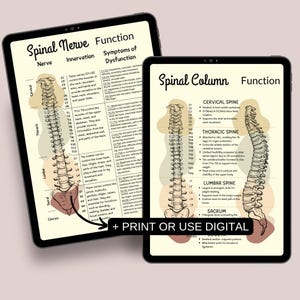 Spinal Nerve Function Chart: Chiropractic Spine Poster (digital ...