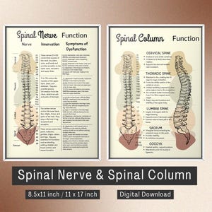 Spinal Nerve Function Chart: Chiropractic Spine Poster (digital ...