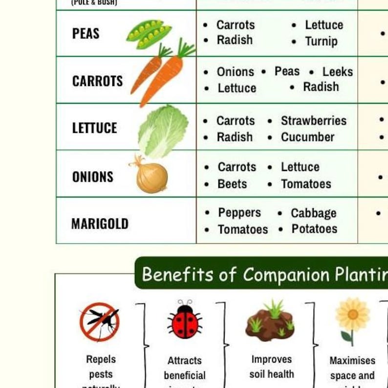 Vegetable Companion Planting Chart Printable, Companion Planting Guide ...
