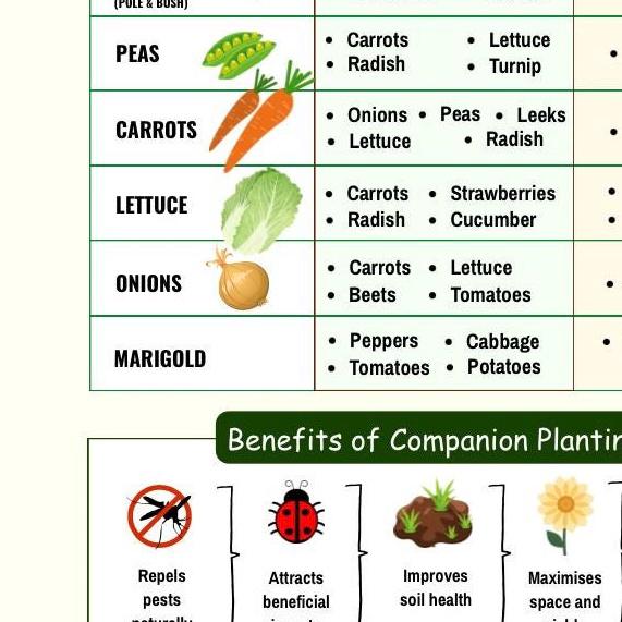 Vegetable Companion Planting Chart, Garden Planner (PDF Download) - Etsy