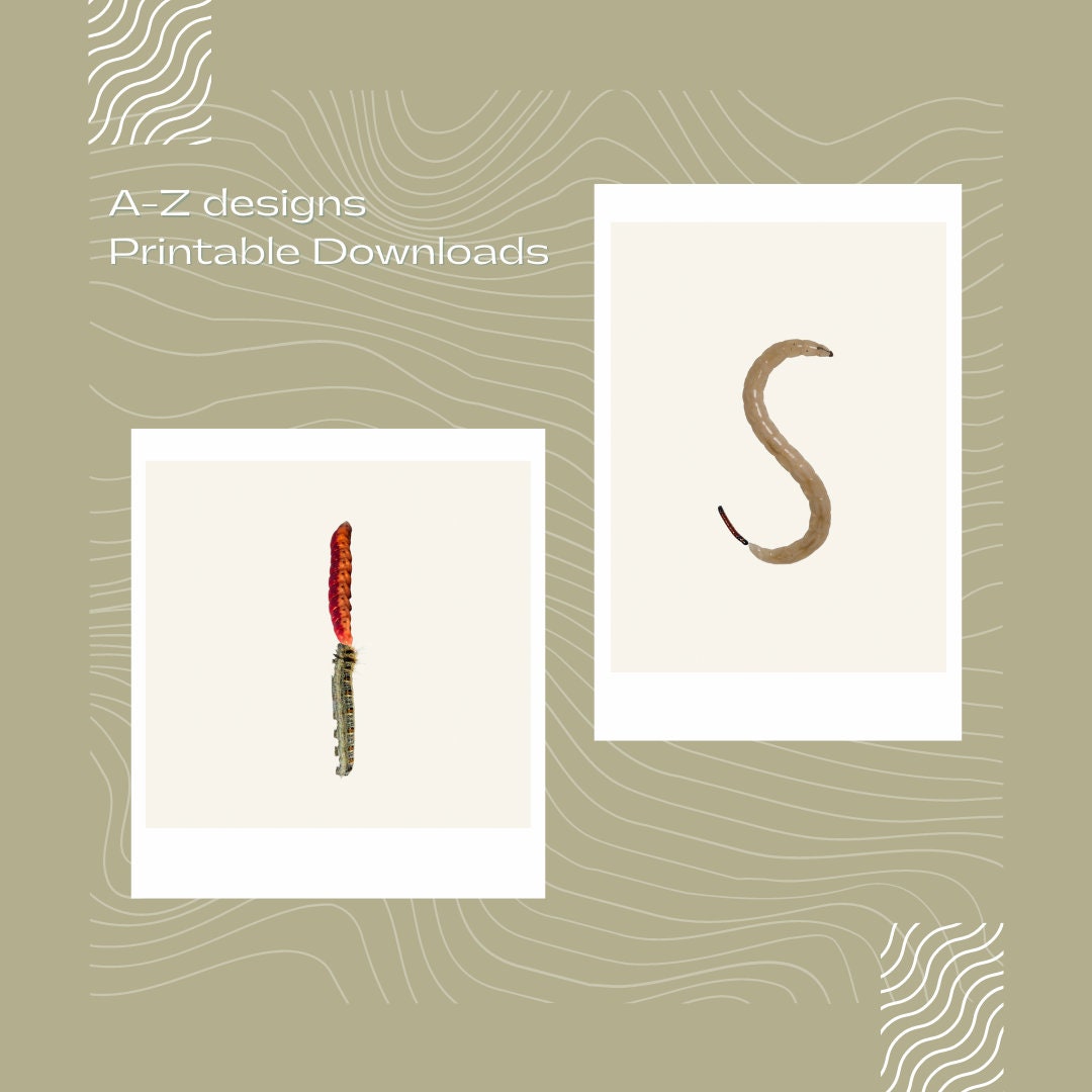 Phonetic Nature Alphabet Cards, Insect Bug Alphabet Poster, Minibeast ...