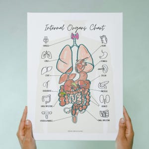 Human Body Organs Chart: Anatomy Educational Print (PDF & PNG) - Etsy
