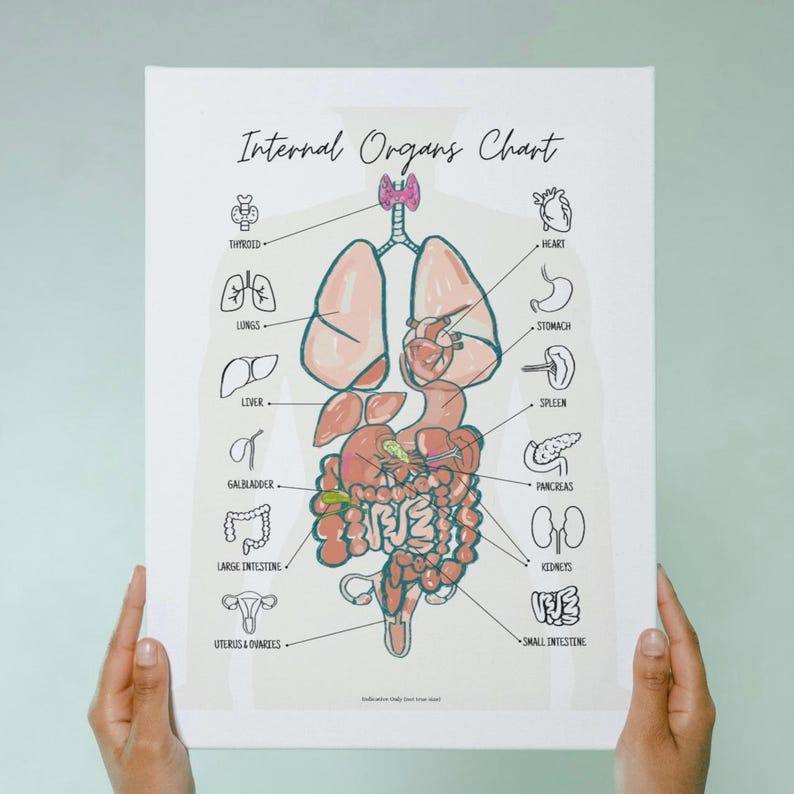 Human Body Organs Chart: Anatomy Educational Print (PDF & PNG) - Etsy