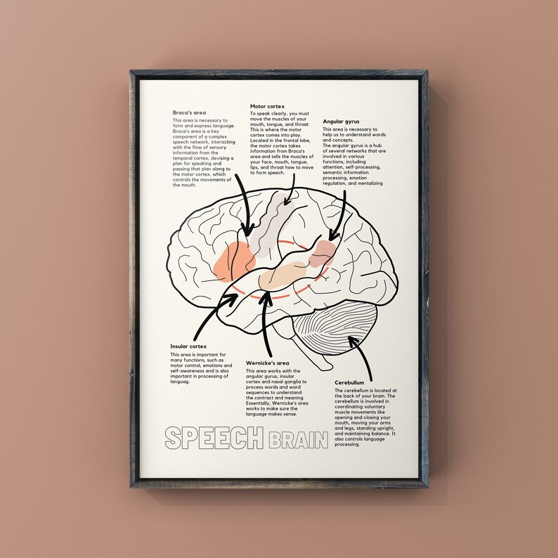 Speech Therapy Poster Brain Anatomy for Language Brain Wall - Etsy