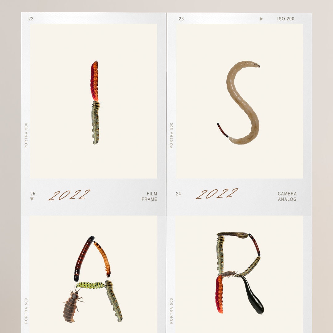 Phonetic Nature Alphabet Cards, Insect Bug Alphabet Poster, Minibeast ...