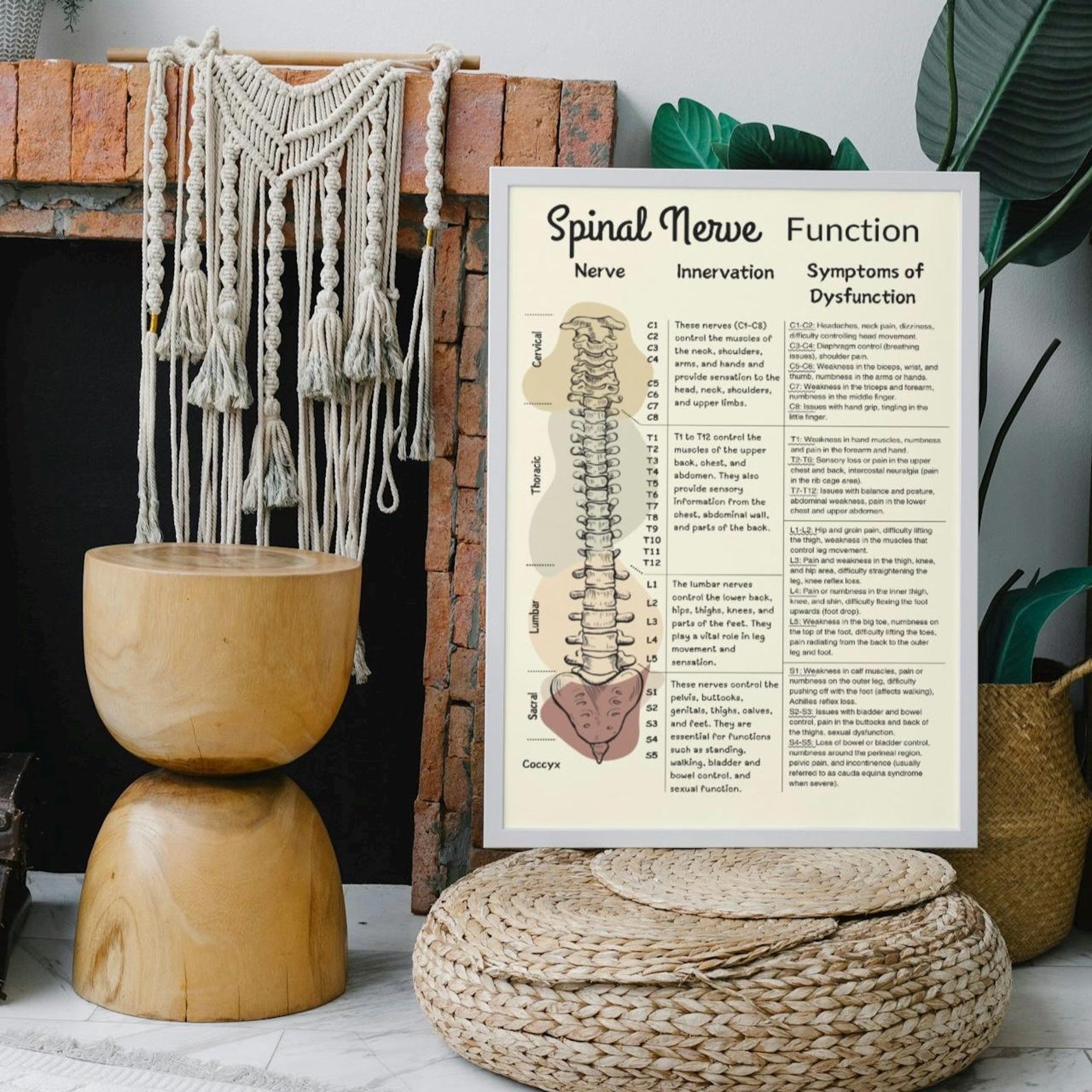 Spinal Nerve Function Chart: Chiropractic Spine Poster (PDF) - Etsy